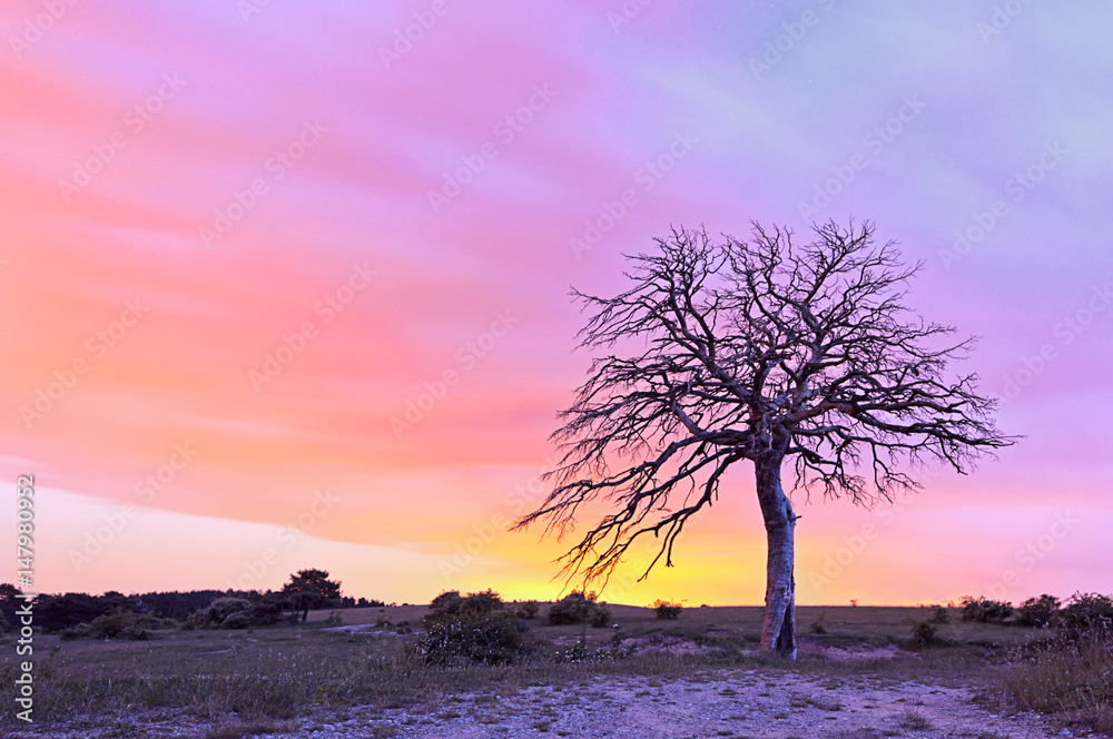 Atardecer lila Stock Photo | Adobe Stock