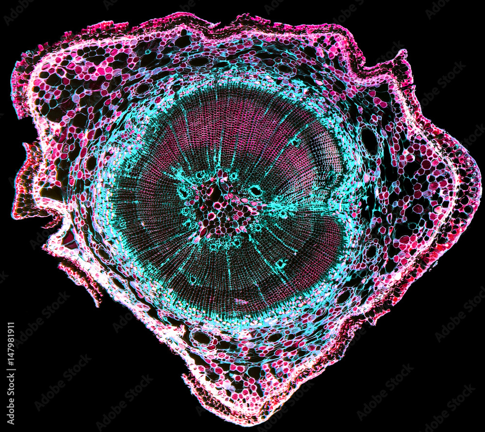 Transverse section of pine wood under microscope isolated on black ...