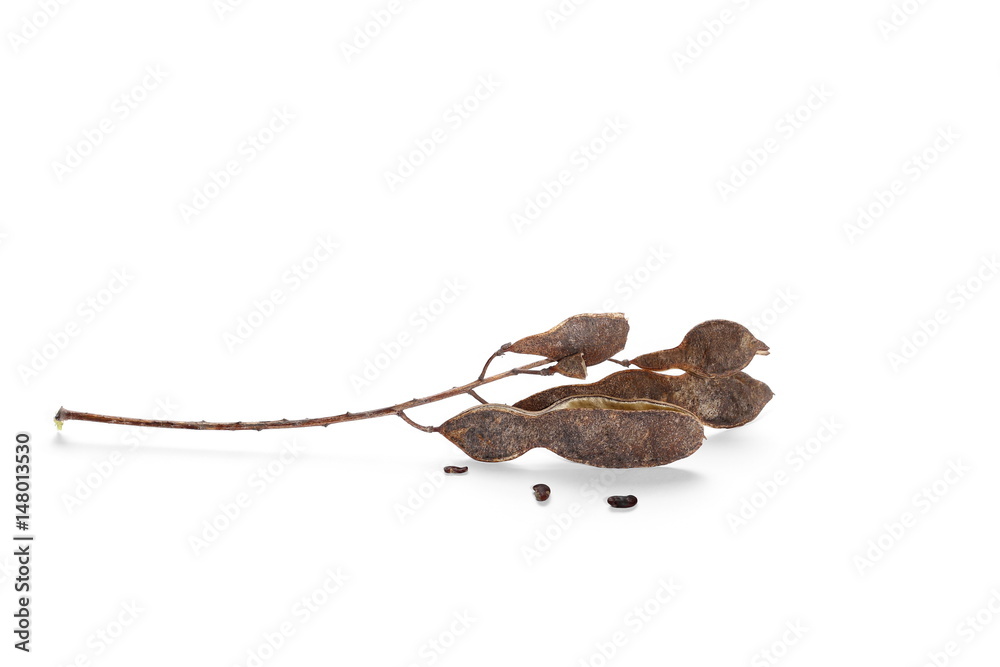 Poster Acacia seeds, black locust, robinia pseudoacacia (whte acacia ...