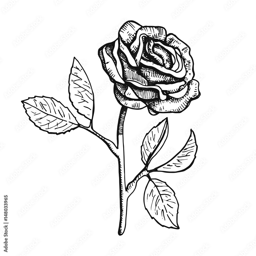 Rose flower vector illustration hand drawing Stock Vector | Adobe Stock