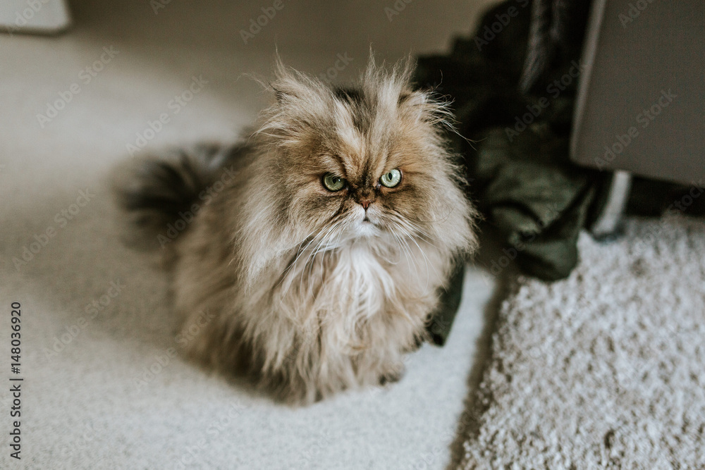 cranky cat Stock Photo | Adobe Stock
