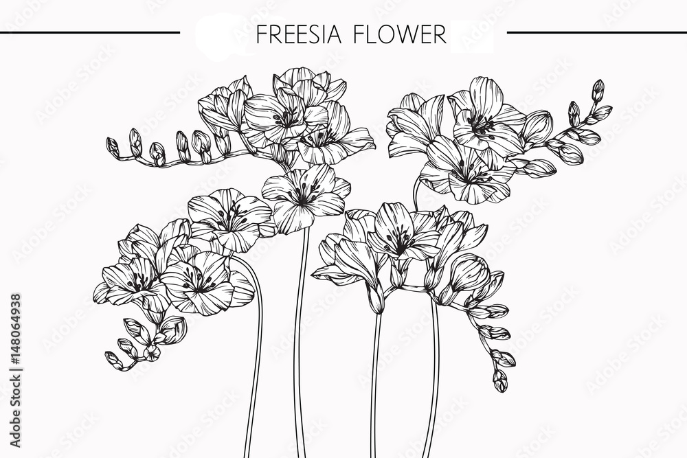 Freesia flowers drawing and sketch with line-art on white backgrounds ...