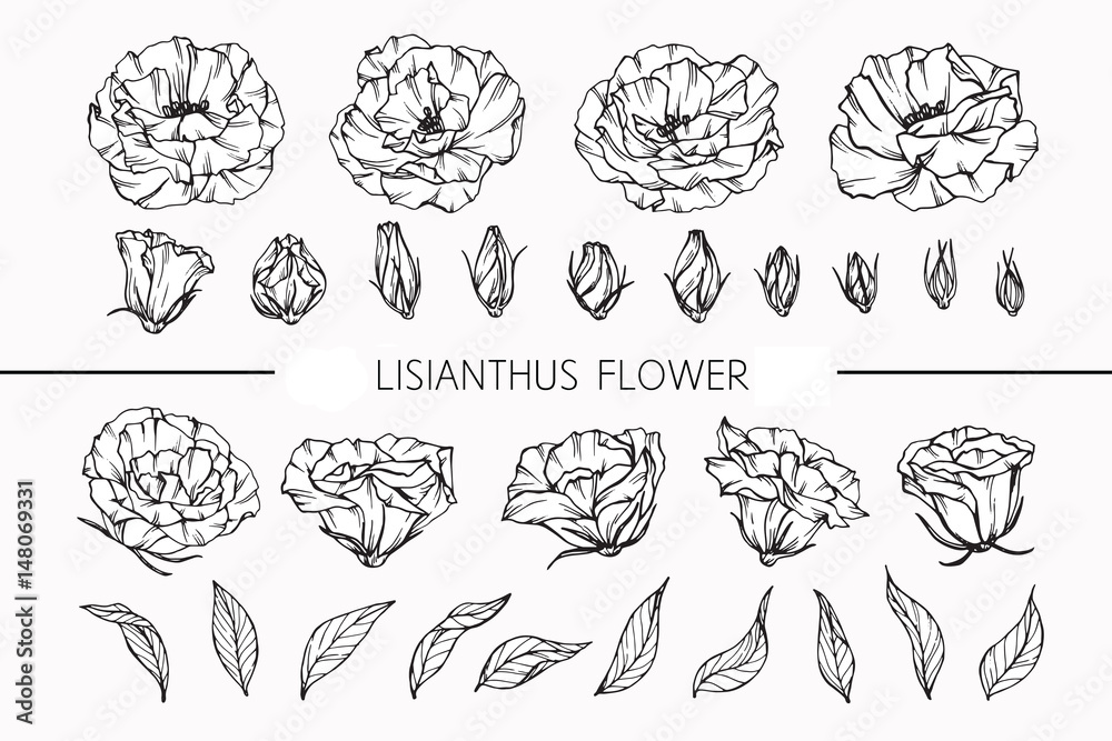 Lisianthus flowers drawing and sketch with line-art on white ...