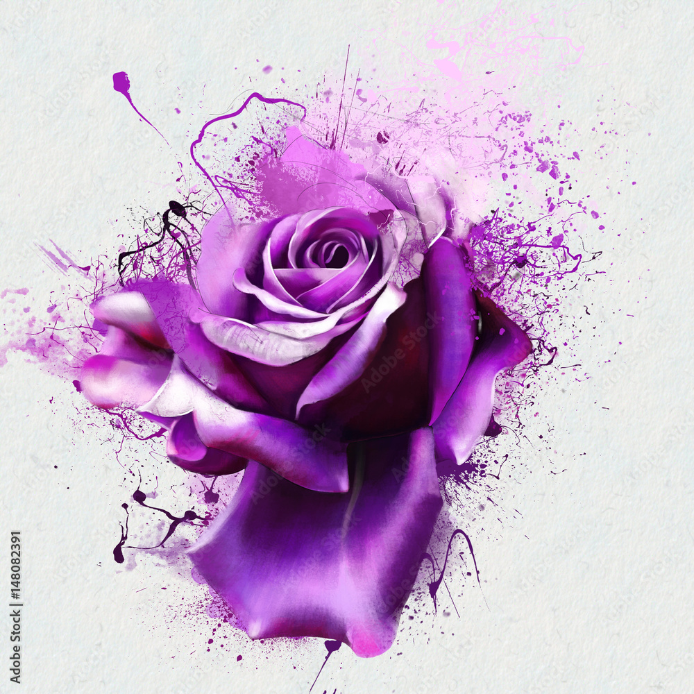Luxurious purple rose, closeup, isolated on a white background, with ...