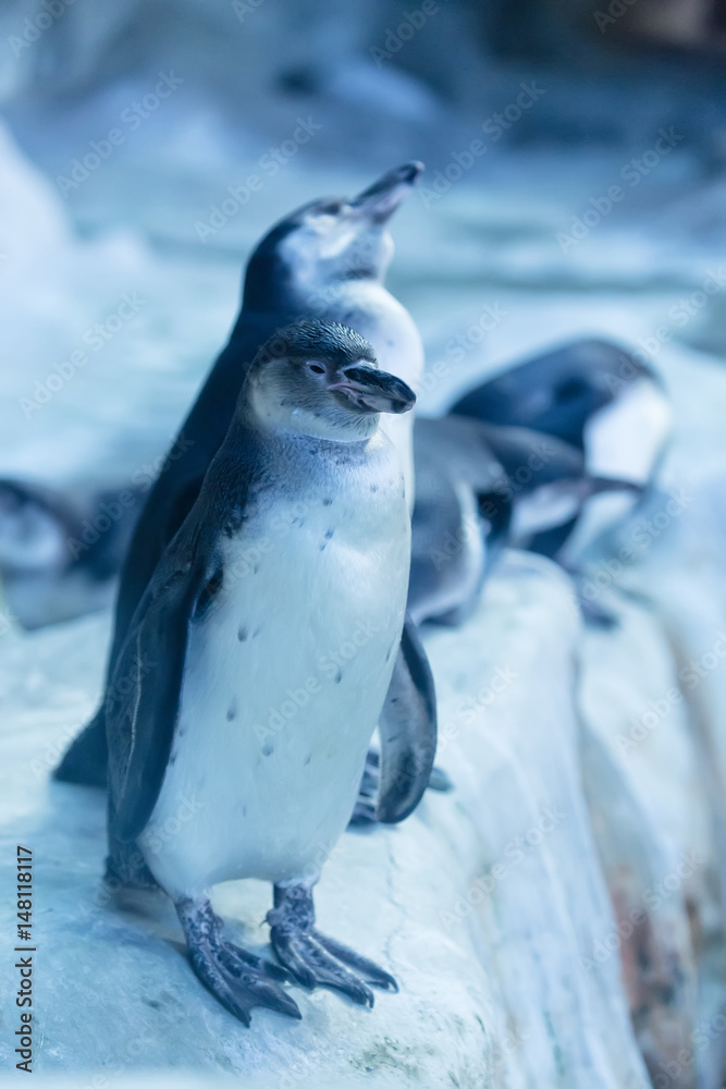 Group of pinguins in Russia, Moscow Zoo Stock Photo | Adobe Stock