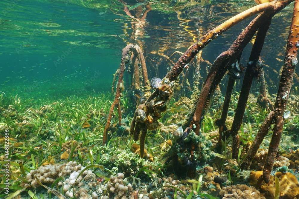 Atlantic Ocean Plants