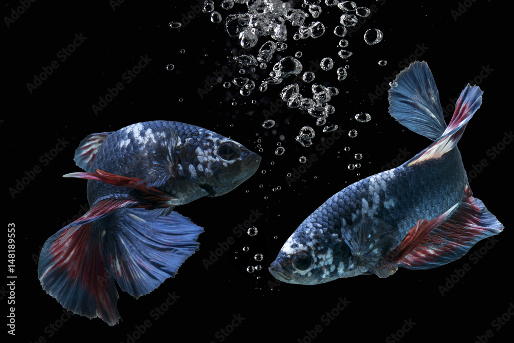 Fighting fish Stock-Foto | Adobe Stock