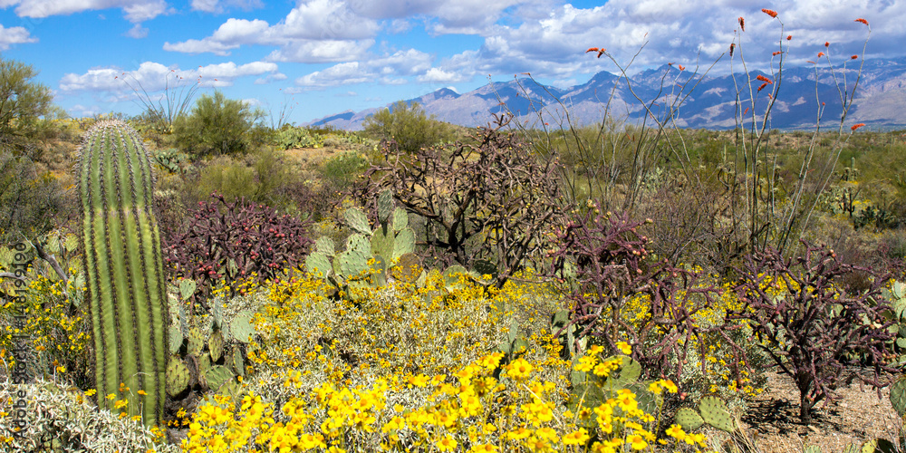 Foto de Panorama of Saguaro National Park in full spring bloom ...