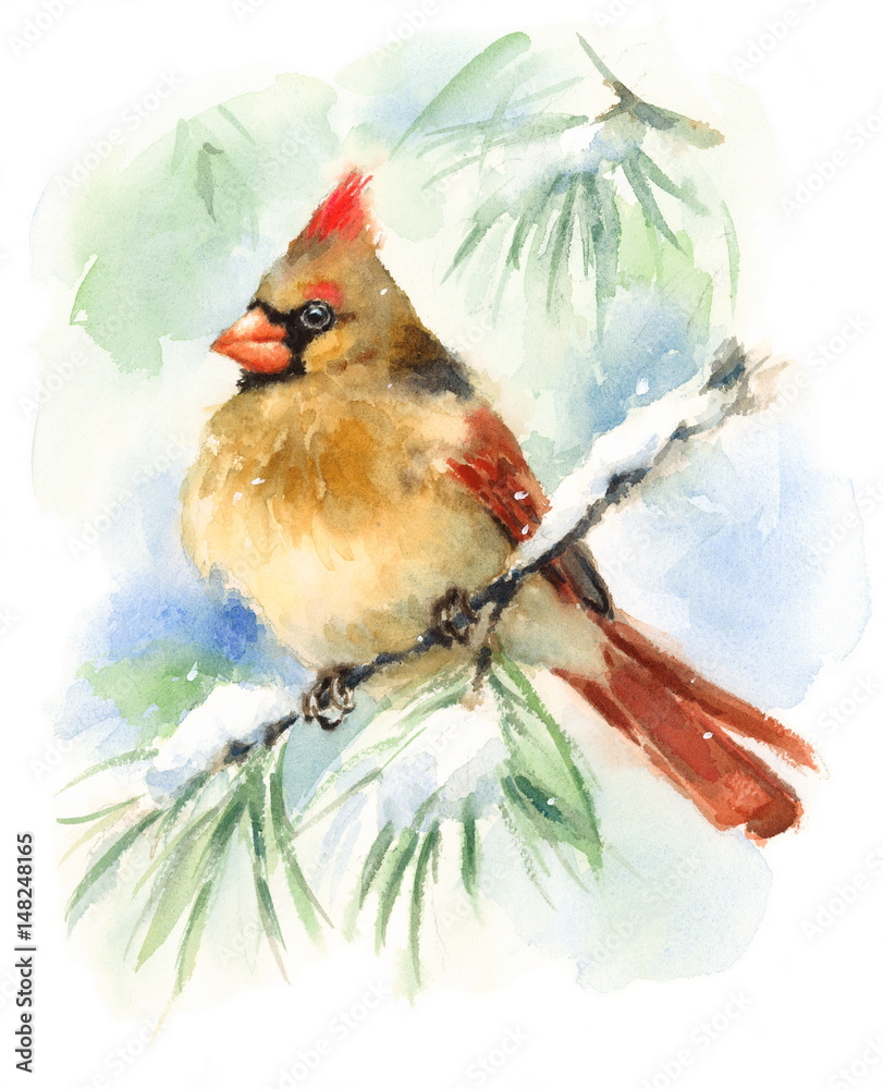 Female Cardinal Drawing