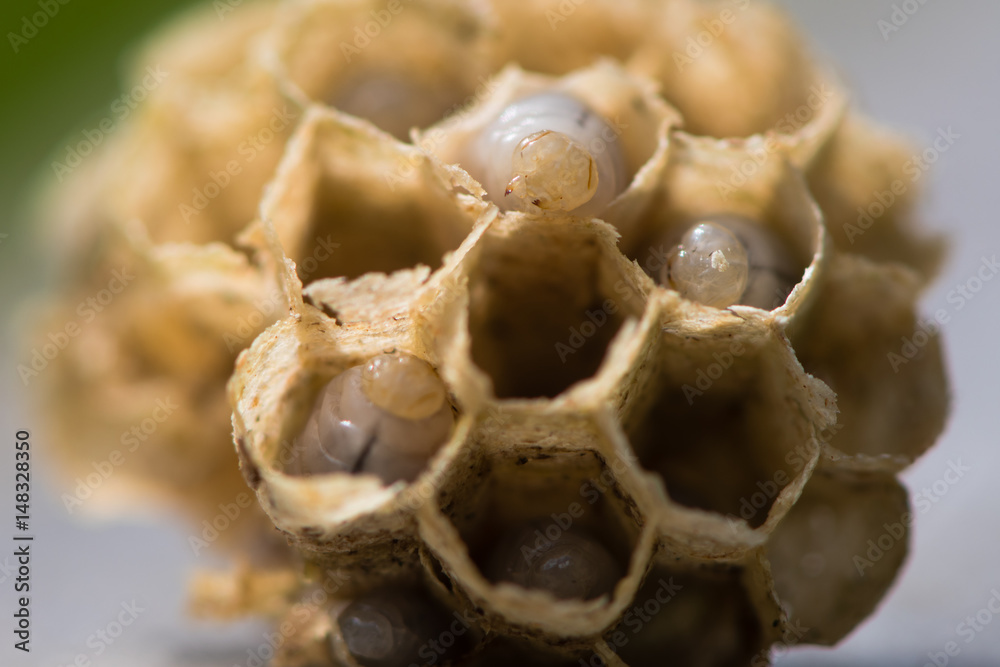 Hexagonal cells with larvae of common wasp (Vespula vulgaris). Exposed ...
