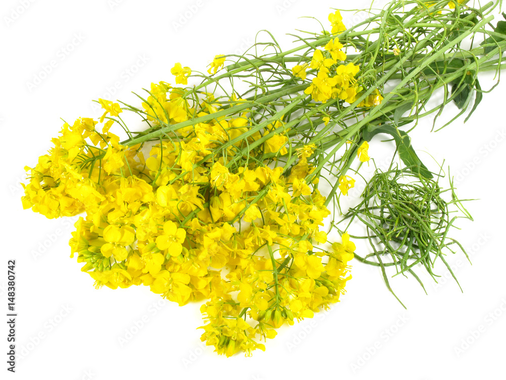 Raps Stock-Foto | Adobe Stock