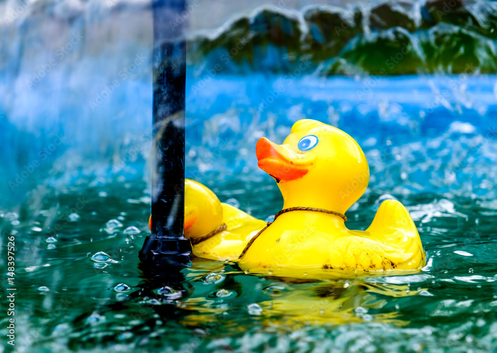 rubber ducks Stock Photo | Adobe Stock