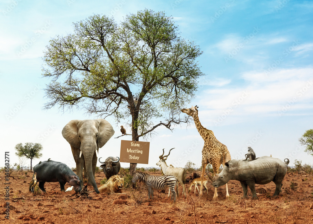 Animals Working Together As A Team