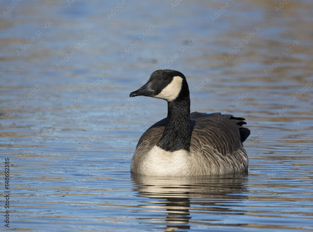 Canada goose floating on water, front view, at National Elk Refuge ...