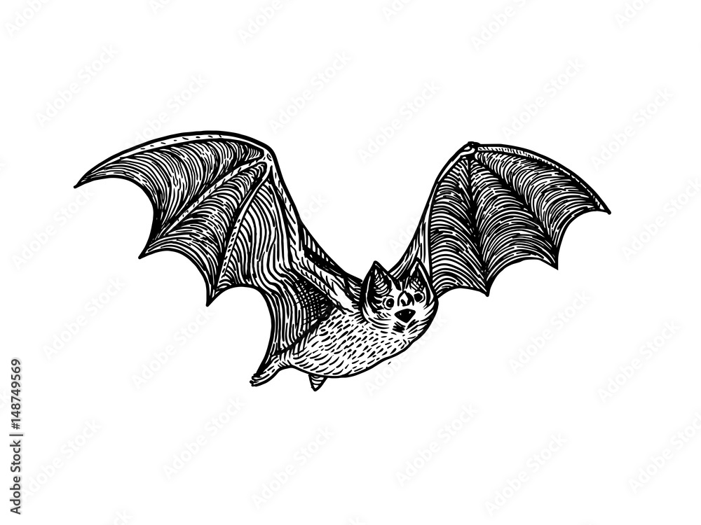 Vettoriale Stock Bat engraving style vector illustration | Adobe Stock