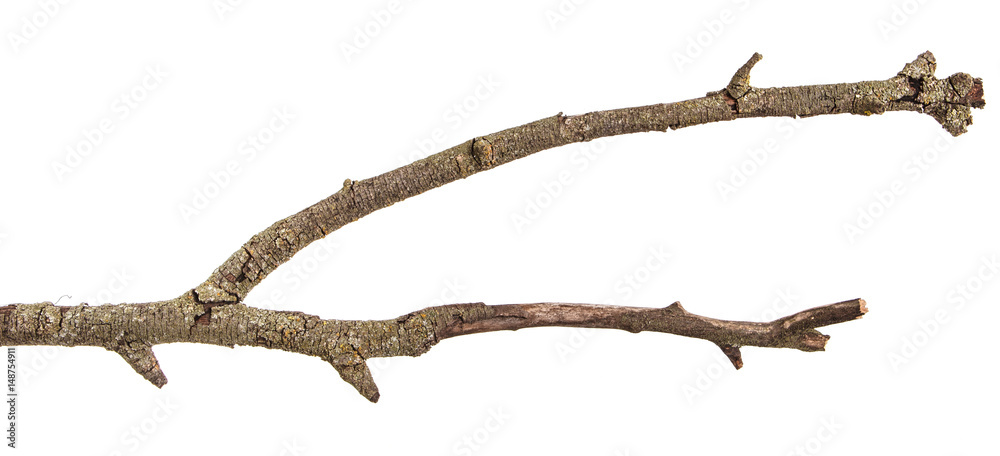 Dry branches with cracked dark bark. Isolated on white background Stock ...