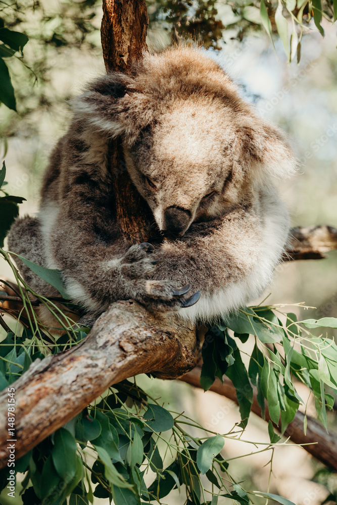Australian koala sleeping while grabbing an eucalyptus tree branch ...