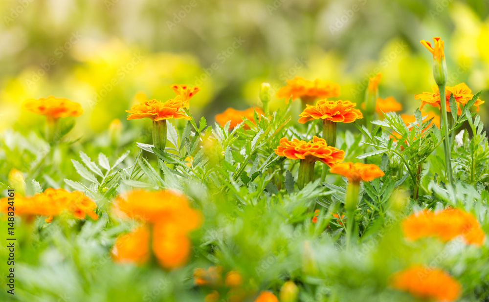 Natural Flower Scenery Photos | Best Flower Site