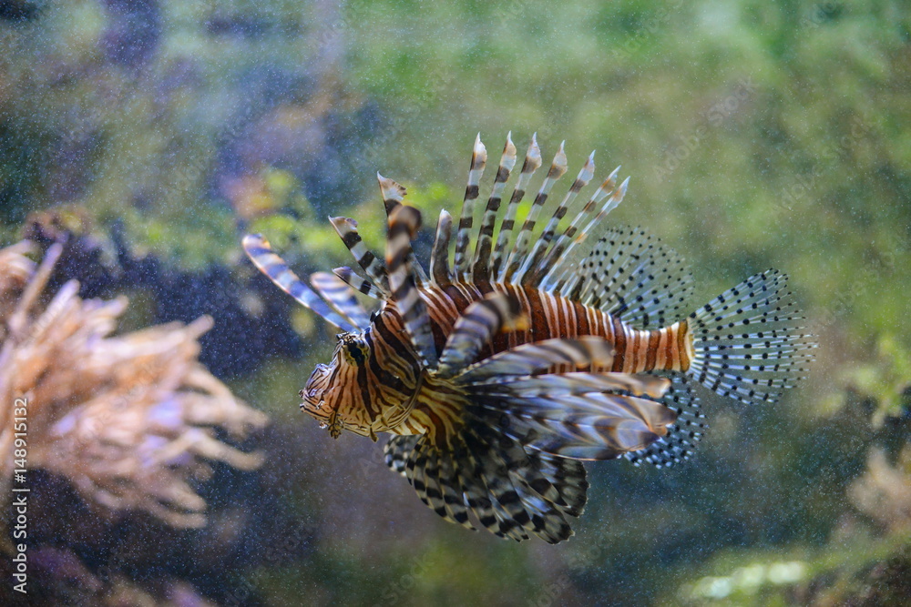 Feuerfisch Stock-Foto | Adobe Stock