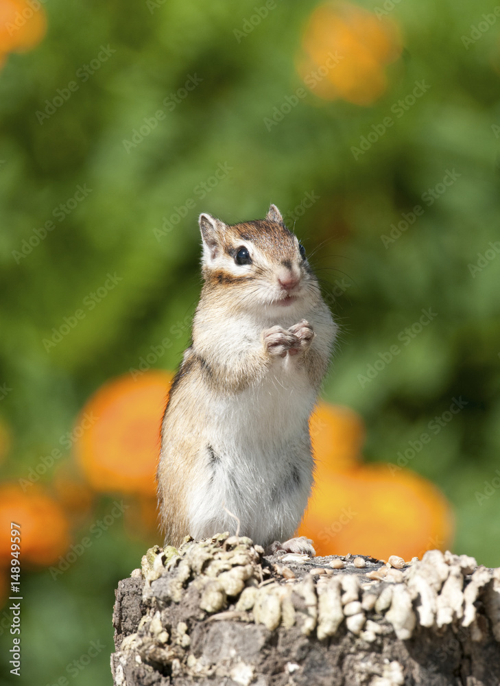 Siberian Chipmunk Stock Photo | Adobe Stock