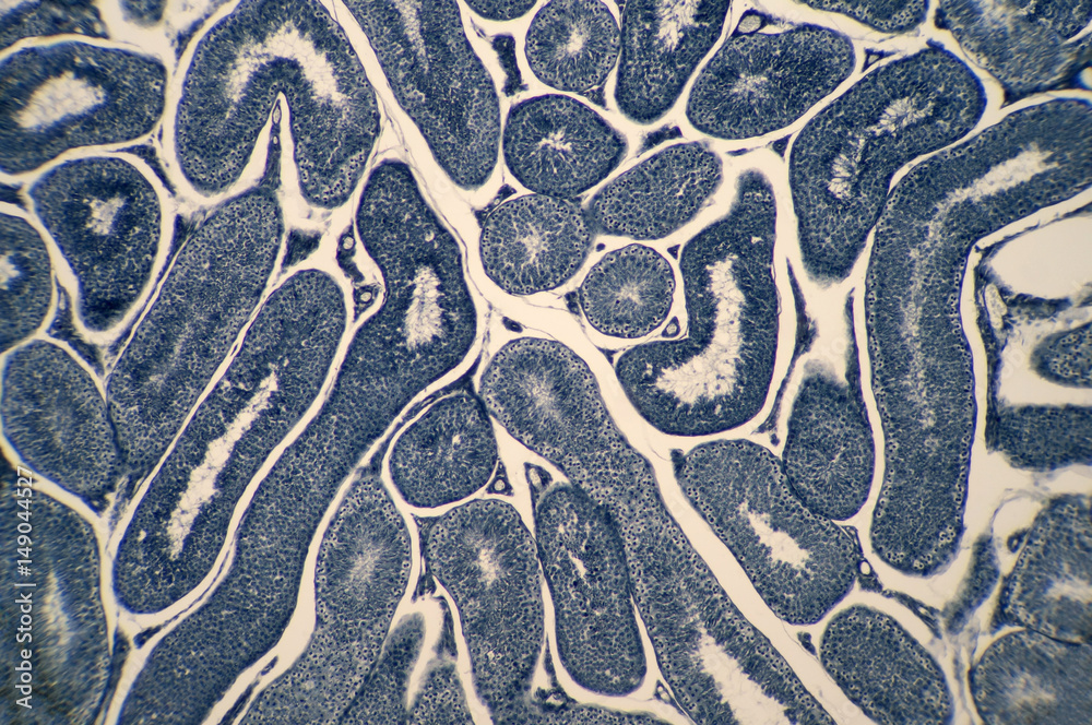 Cross section Human testis under microscope view. Stock Photo | Adobe Stock