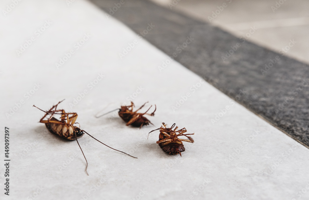 Dead cockroaches on the floor with copy space, killed cause of bacteria ...