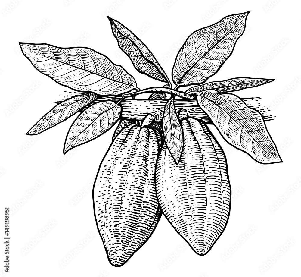 Cocoa illustration, drawing, engraving, ink, line art, vector Stock ...