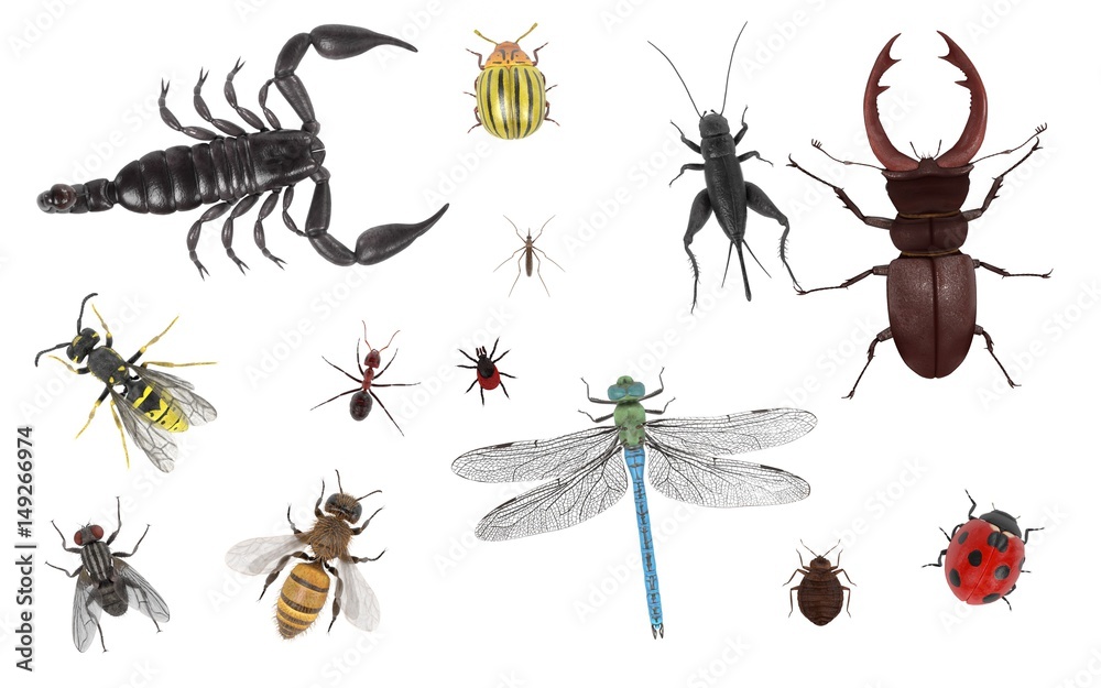realistic 3d render of insect Stock Illustration | Adobe Stock