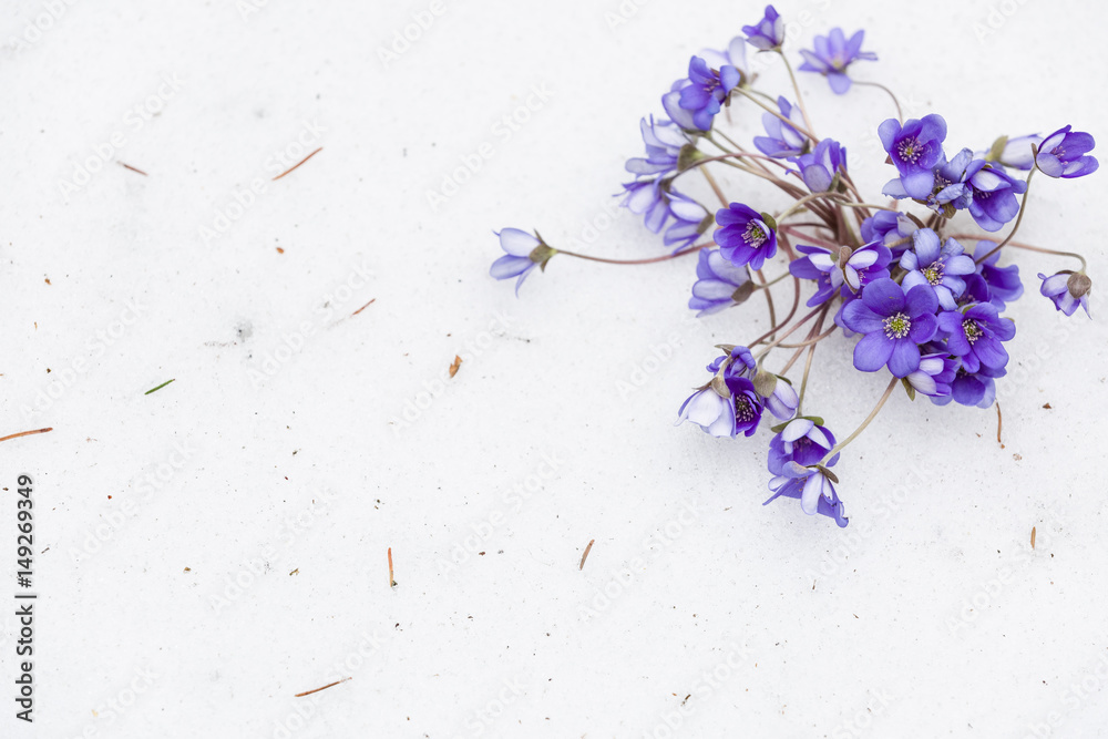 Spring Flowers In Snow Wallpaper