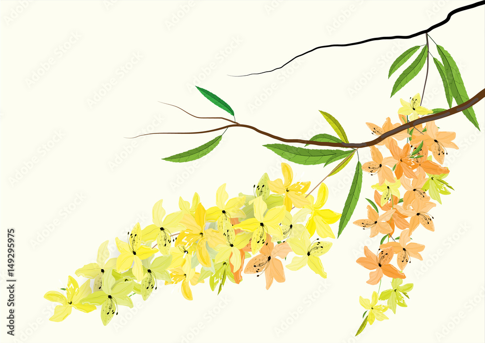 National Flower Of Asean | Best Flower Site