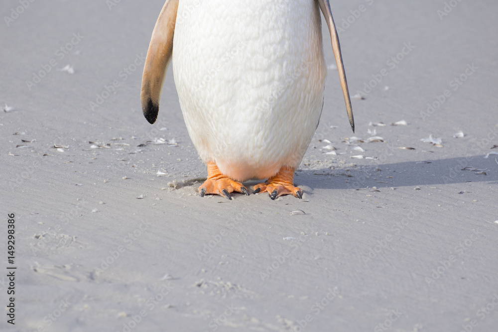 Penguin Feet Color