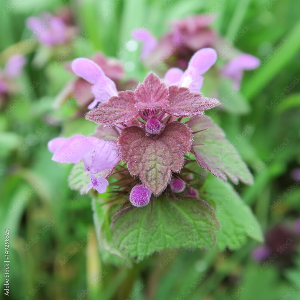 Lamium, not only beautiful and enduring growing, but also a strong ...