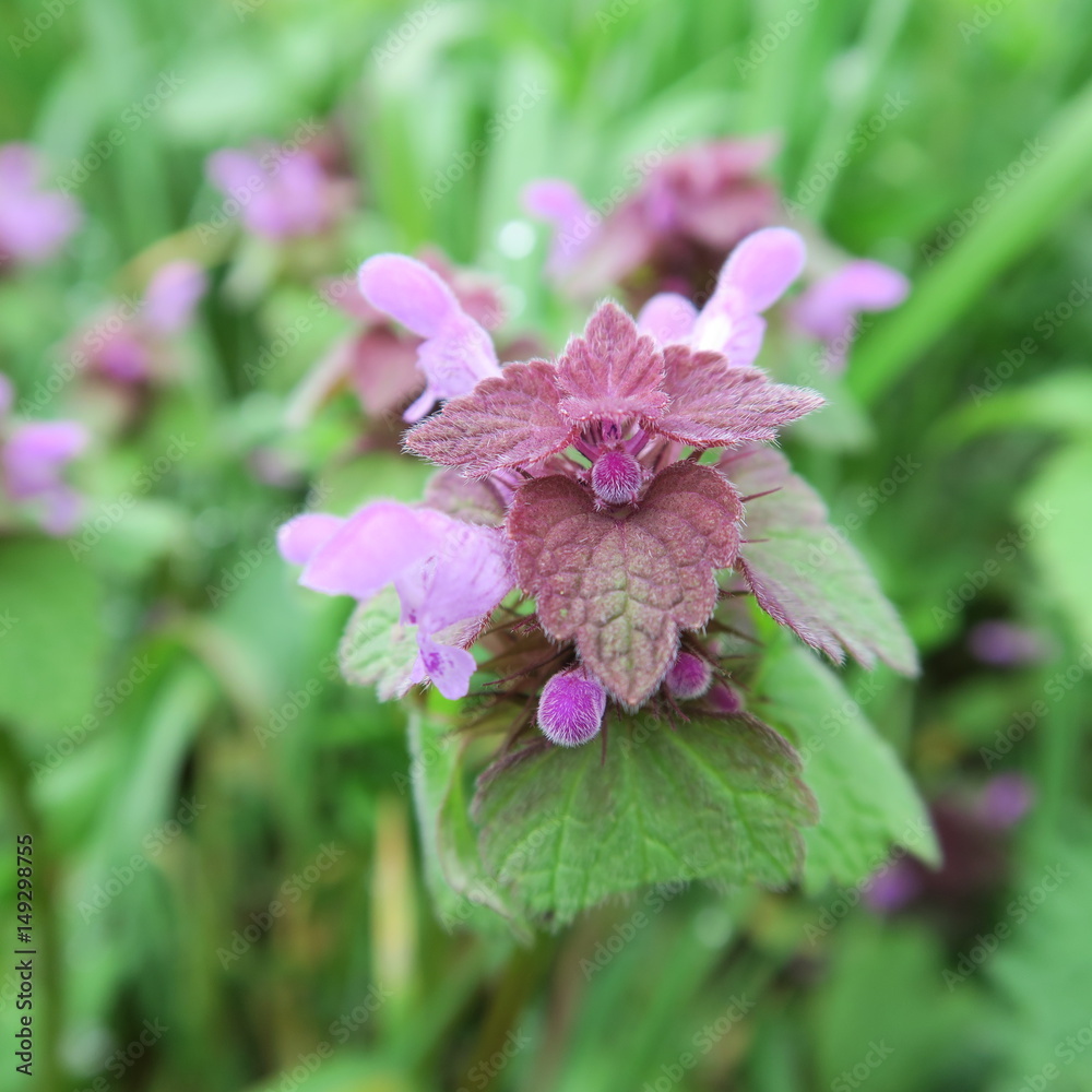 Lamium, not only beautiful and enduring growing, but also a strong ...