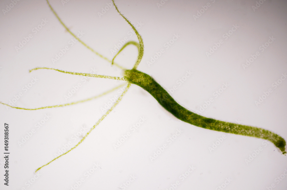 Foto de Hydra is a genus of small, fresh-water animals of the phylum ...
