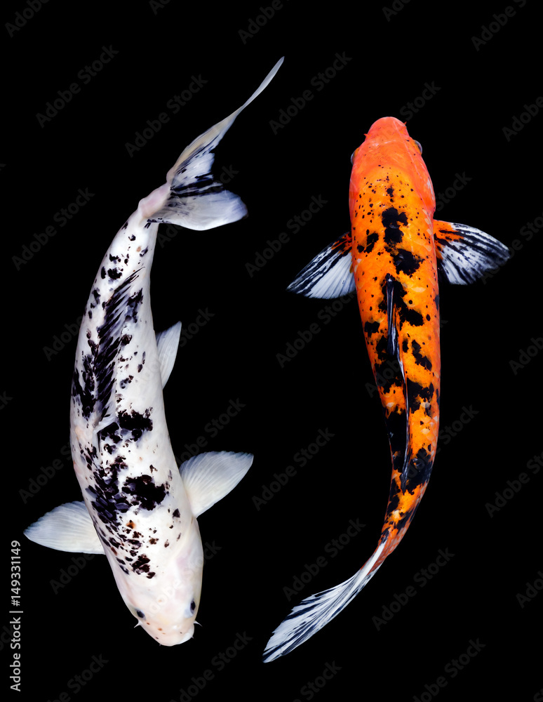 Dual White Carp and Orange Carp Stock Photo | Adobe Stock