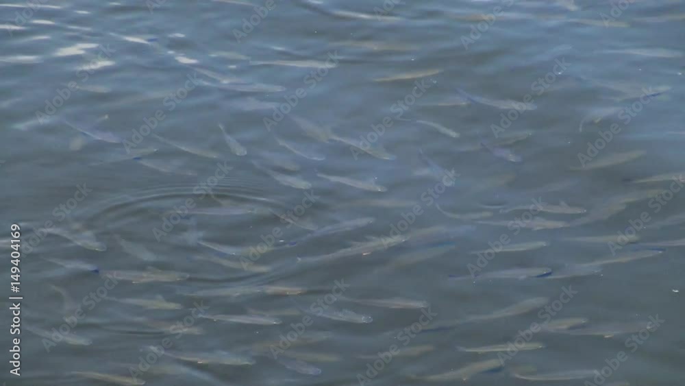 The so-iuy mullet (Liza haematocheilus), also known as the haarder ...