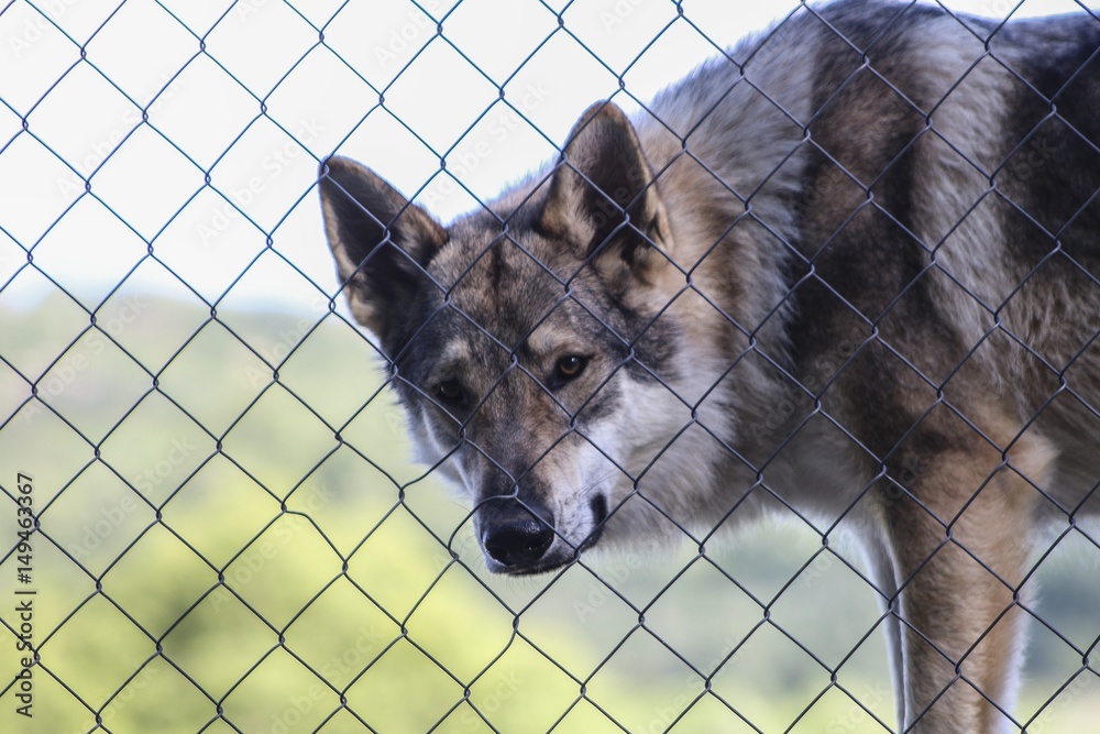 Lobo encerrado tras una reja. Stock-Foto | Adobe Stock