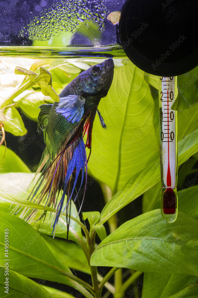 Fish fighter swimming next to a thermometer with leaves of plants in ...