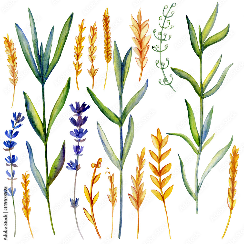 Wheat Botanical Drawing