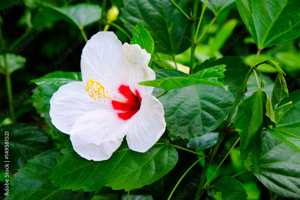Hibiscus National Flower Of Malaysia | Best Flower Site