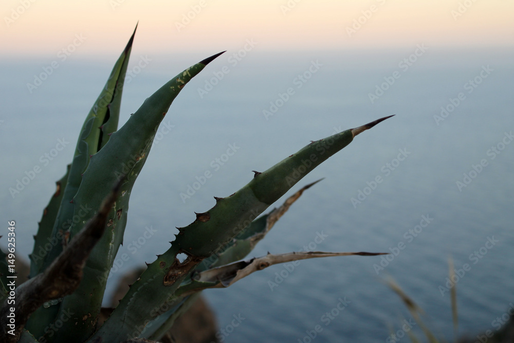 Planta, agave de fondo el mar y el atardecer rosado en el cielo Stock ...