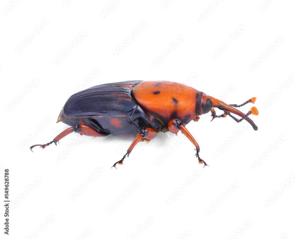 The red palm weevil, Rhynchophorus ferrugineus, is a species of snout ...