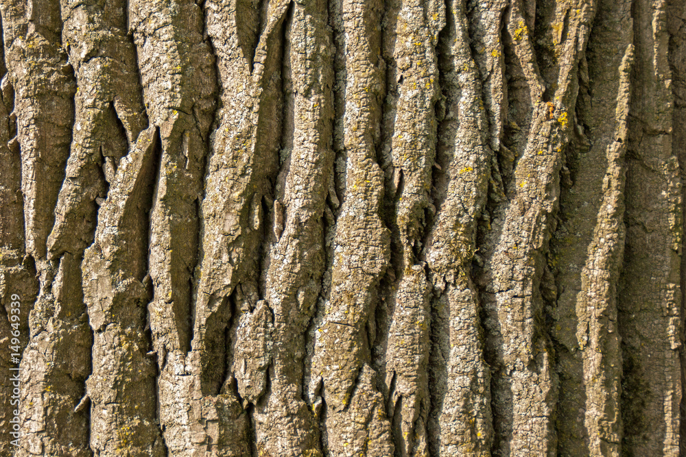 Baumrinde Textur Stock Photo | Adobe Stock