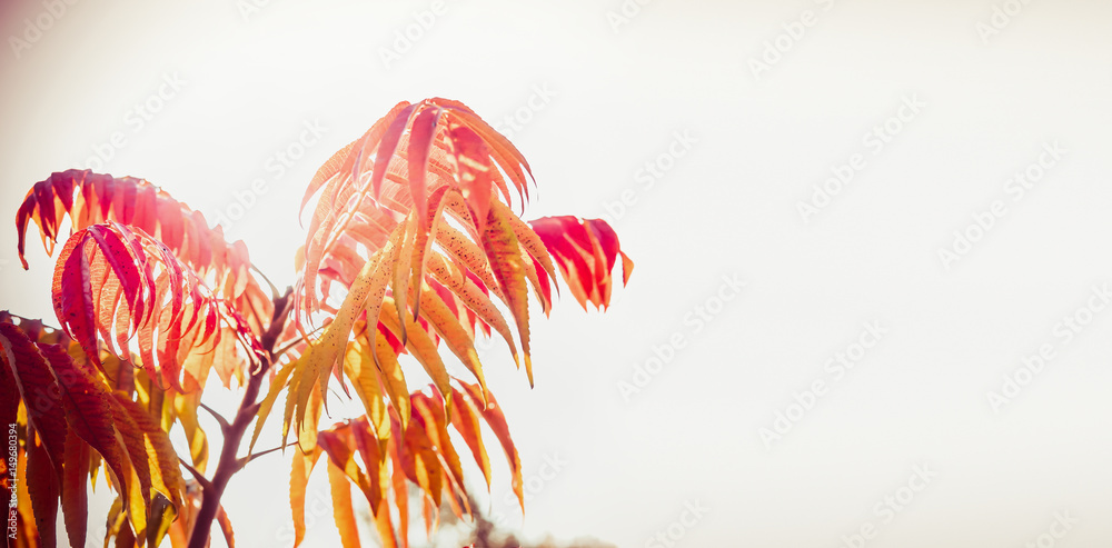 Autumn red color foliage, fall nature background, banner Stock-Foto ...