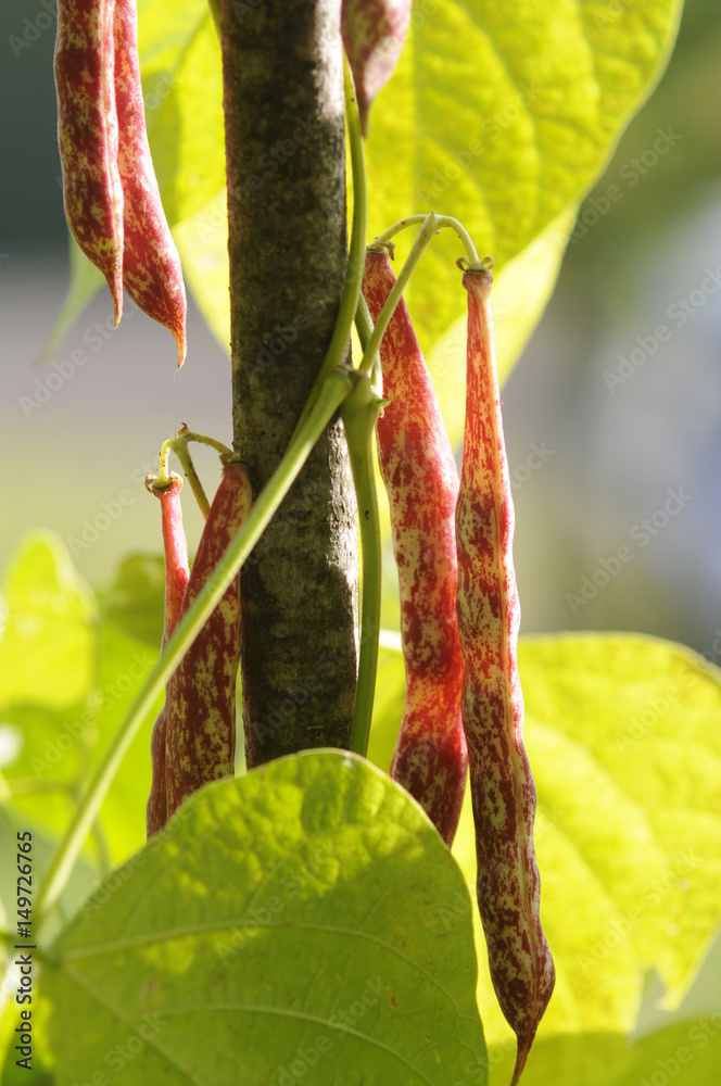 Phaseolus vulgaris Gewone boon Фасоль обыкновенная Alubias planta ...