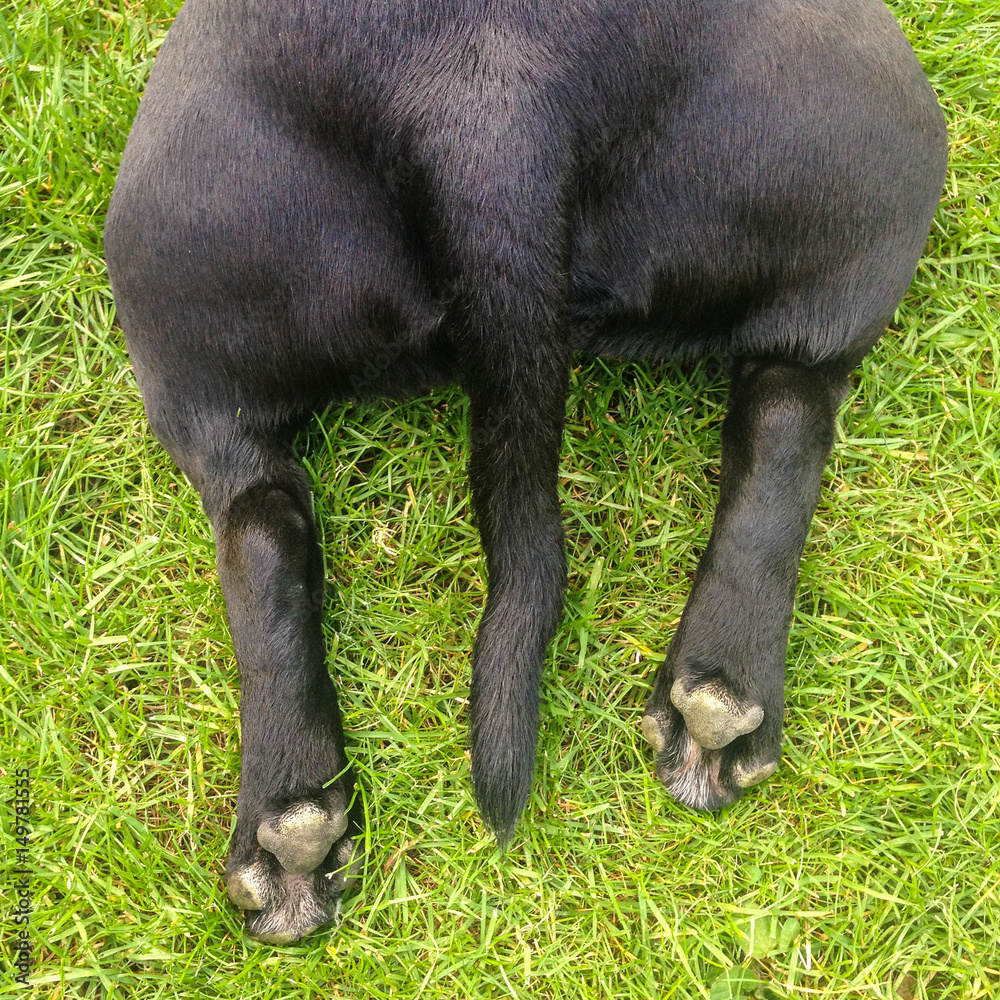 back legs and tail of a Staffordshire bull terrier dog lying on grass ...