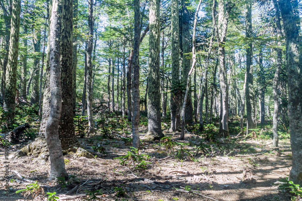 Araucaria forest in National Park Herquehue, Chile. The tree is called ...