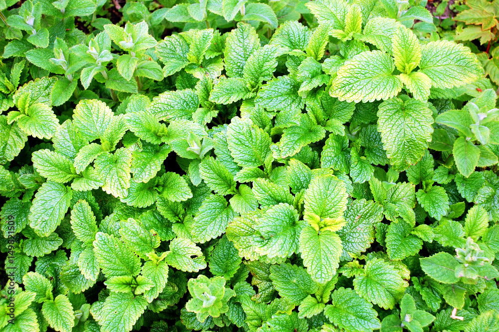 Frische Minze Stock-Foto | Adobe Stock