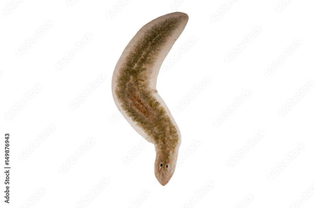 Planaria Animal