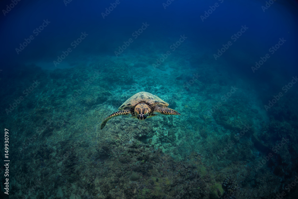 Sea turtle floating into a camera at the center of image with blue ...
